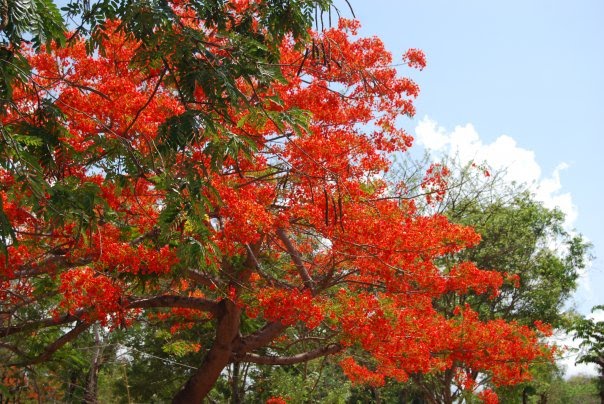 Kupang Spot: Pohon Sepe Sakuranya Kupang